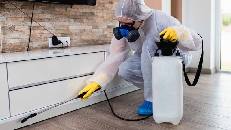 Why Pest Control is Essential for New Homeowners | Ecopulse